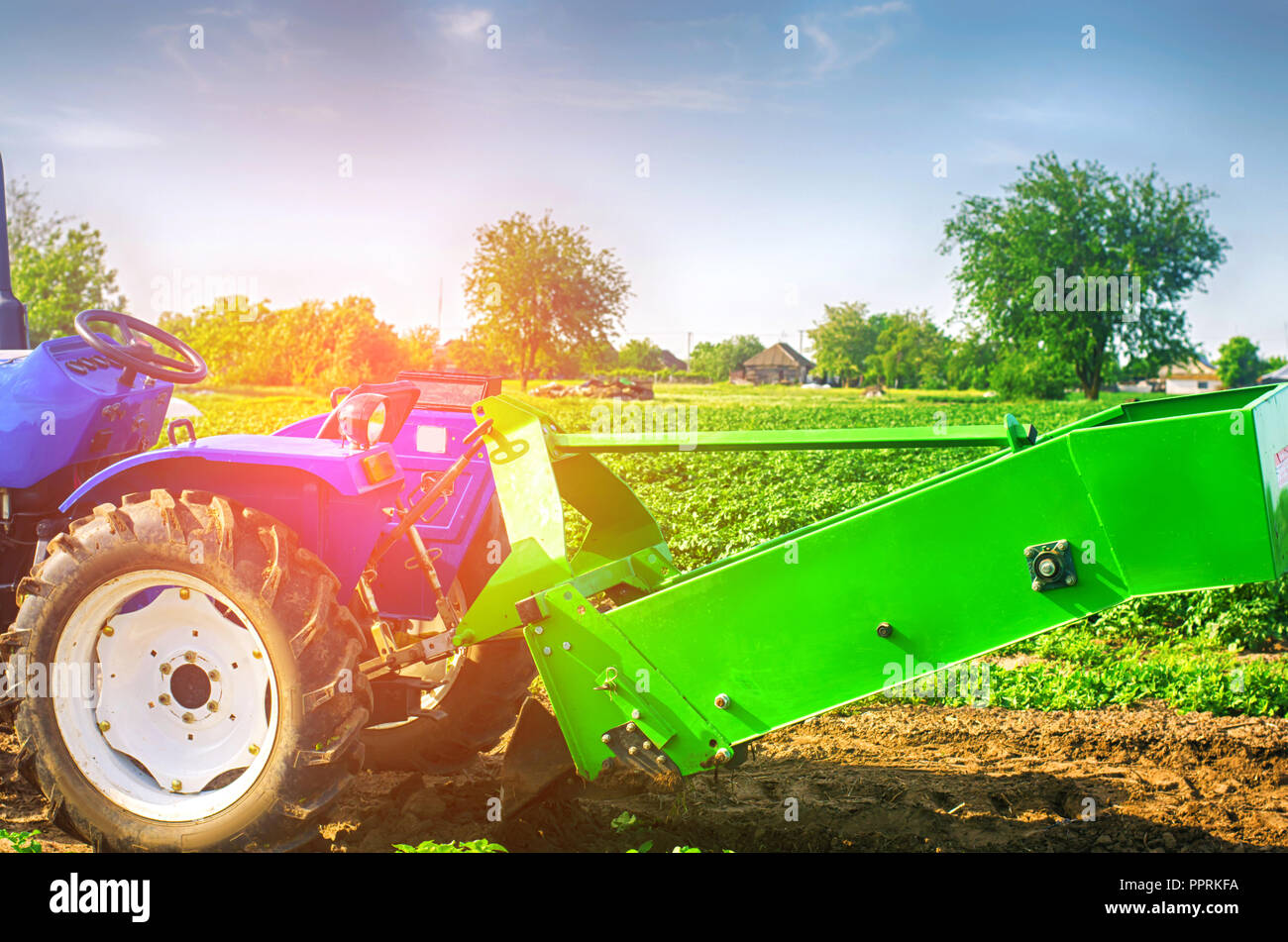 tractor in the field with a plow for digging potatoes harvesting ...