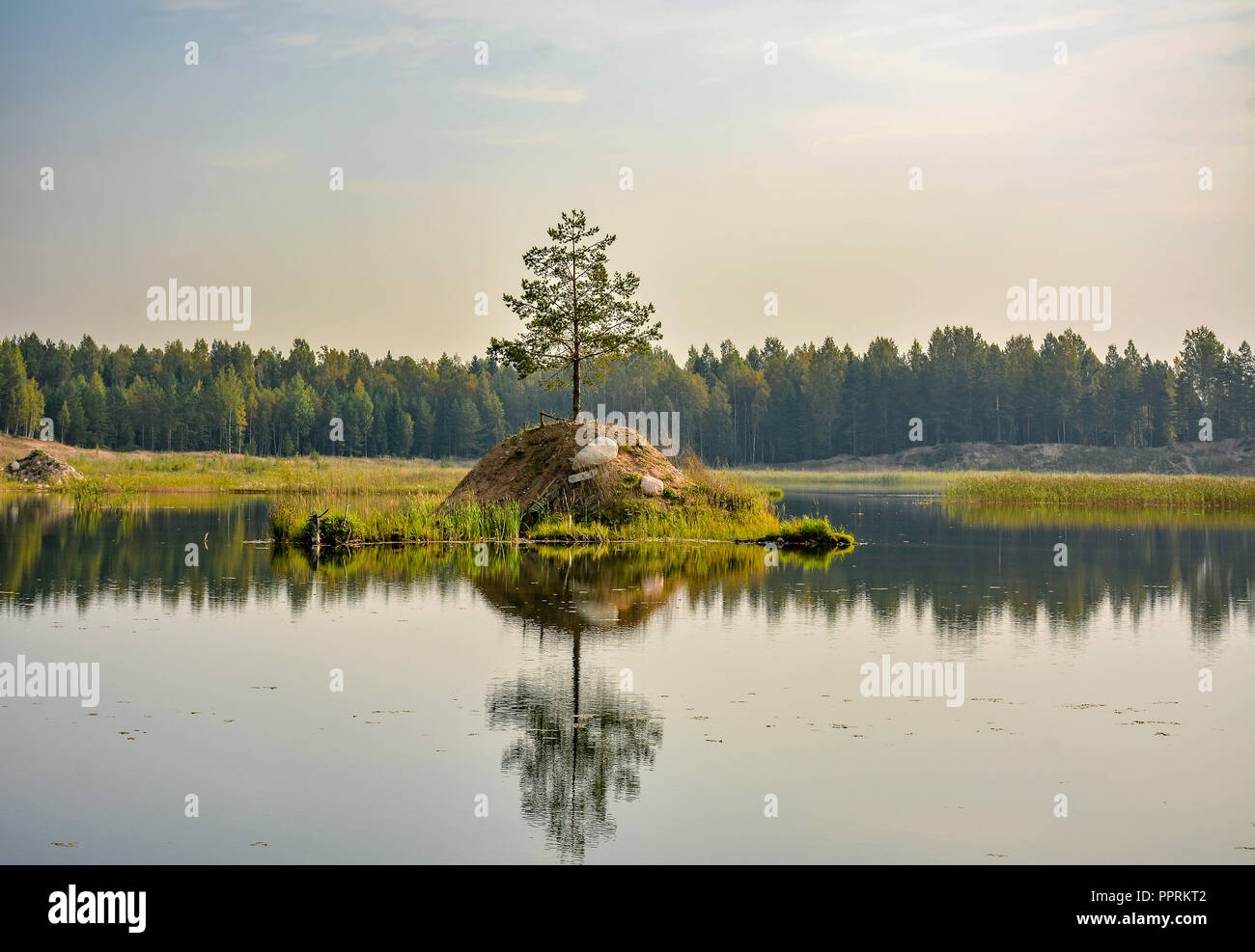 Pine on a small island in the middle of the pond. Abandoned sand quarry ...