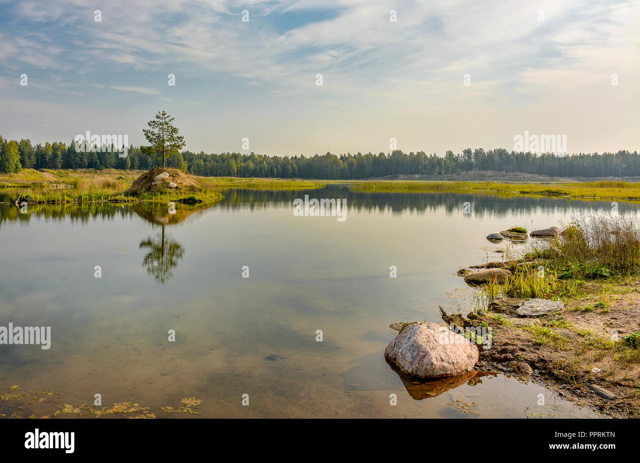 Pine on a small island in the middle of the pond. Abandoned sand quarry ...