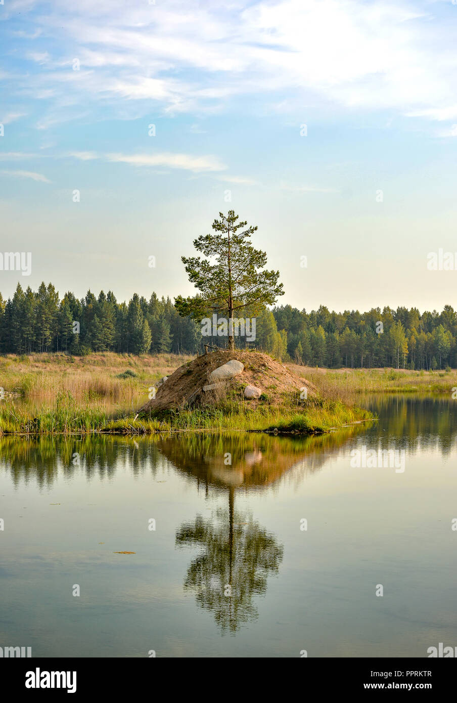 Pine on a small island in the middle of the pond. Abandoned sand quarry ...
