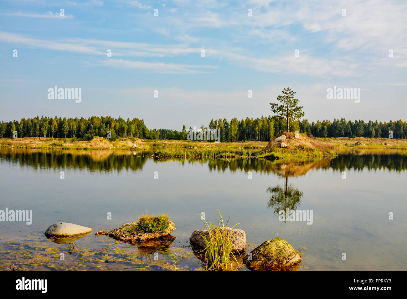 Pine on a small island in the middle of the pond. Abandoned sand quarry ...