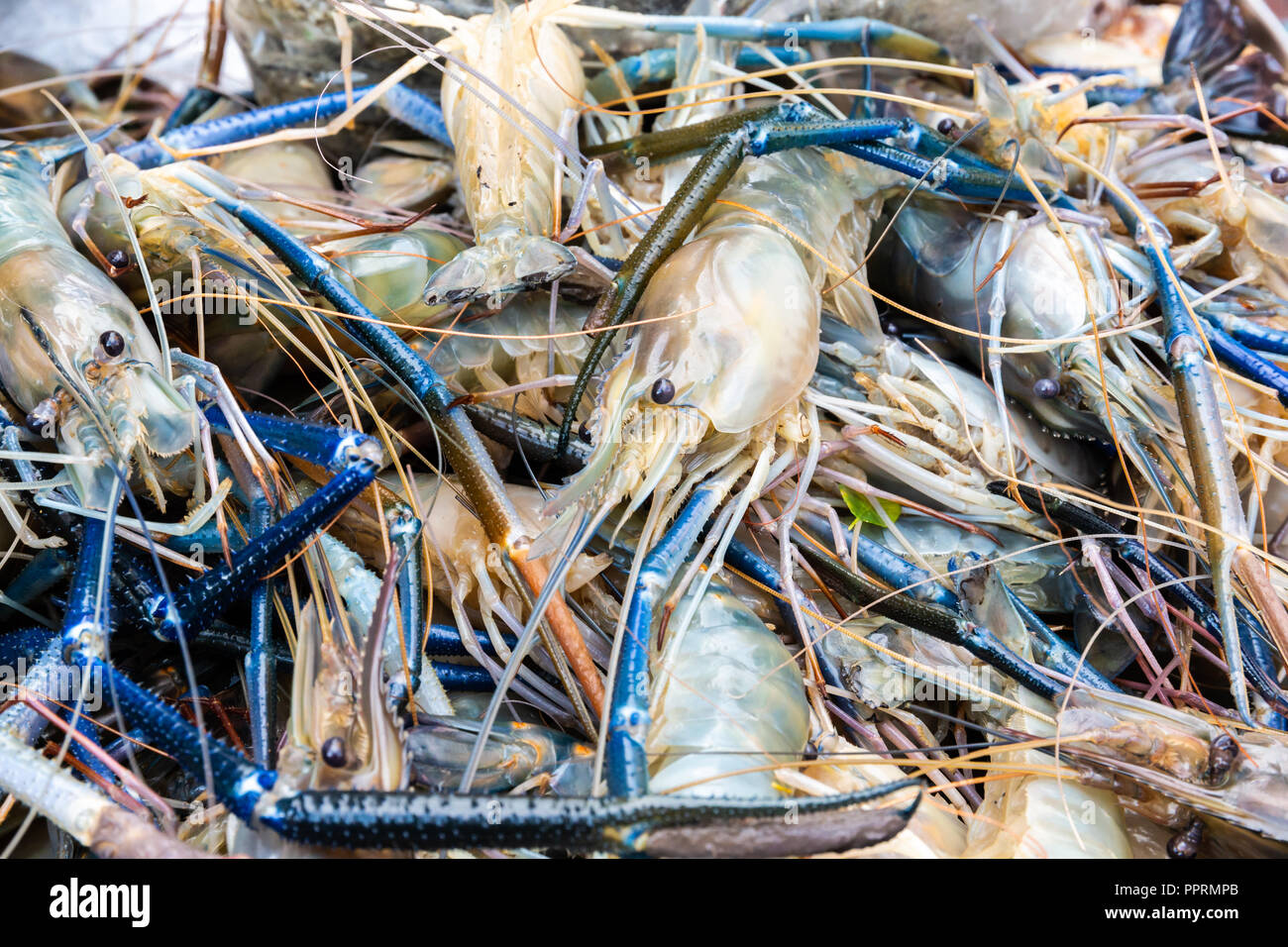 Giant river prawn hi-res stock photography and images - Alamy