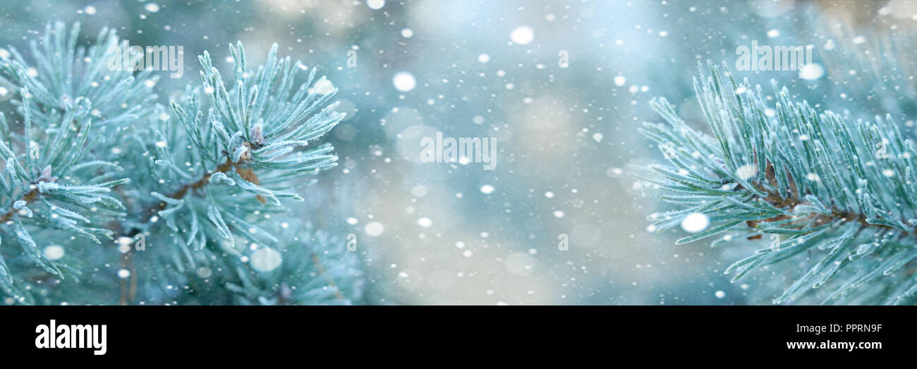 Horizontal christmas background with pine branches and snow Stock Photo ...