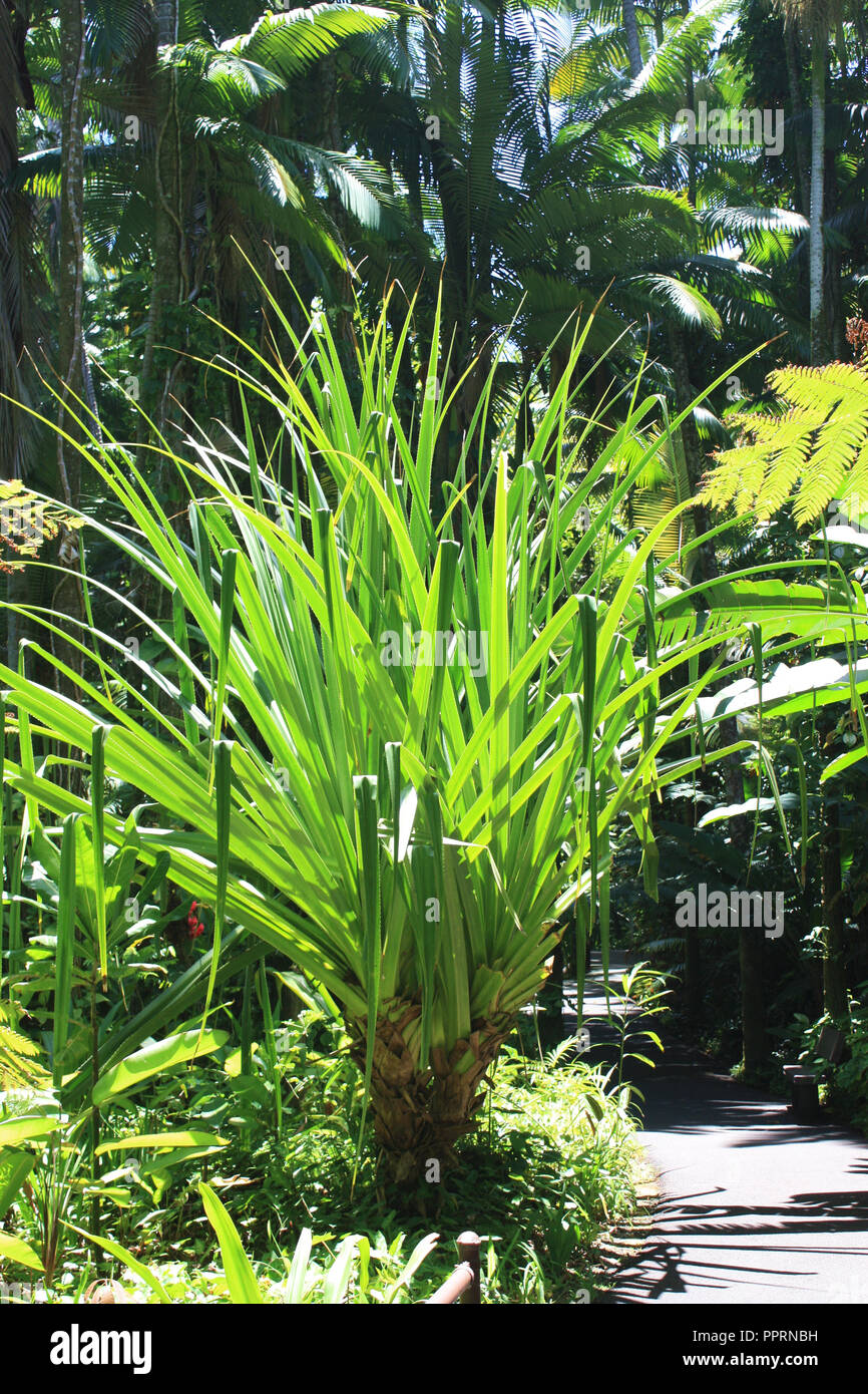 A species of the Pandanaceae family growing in a tropical rainforest at ...