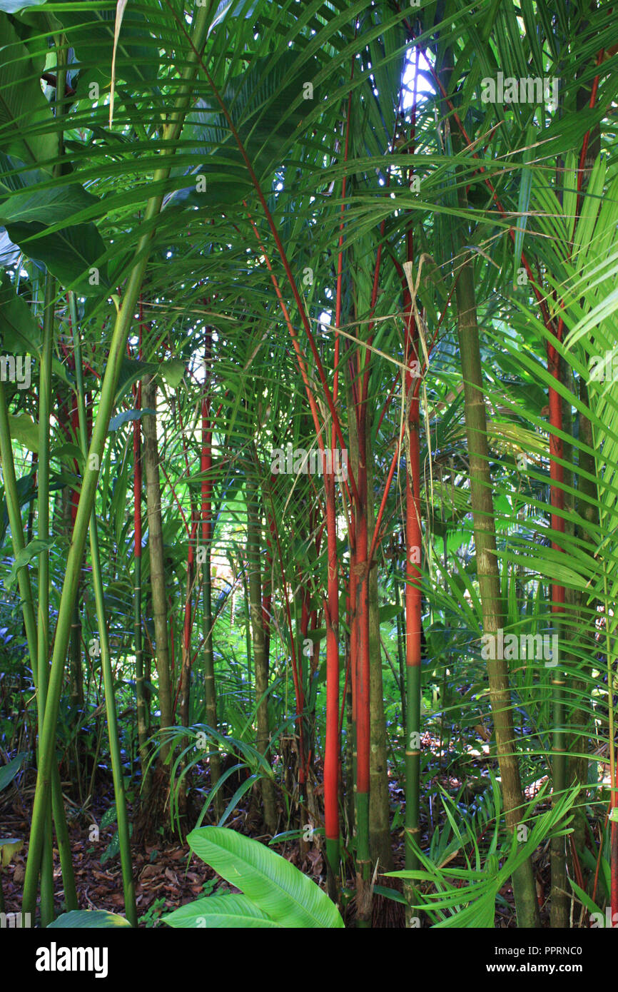 Bambuseae High Resolution Stock Photography and Images - Alamy