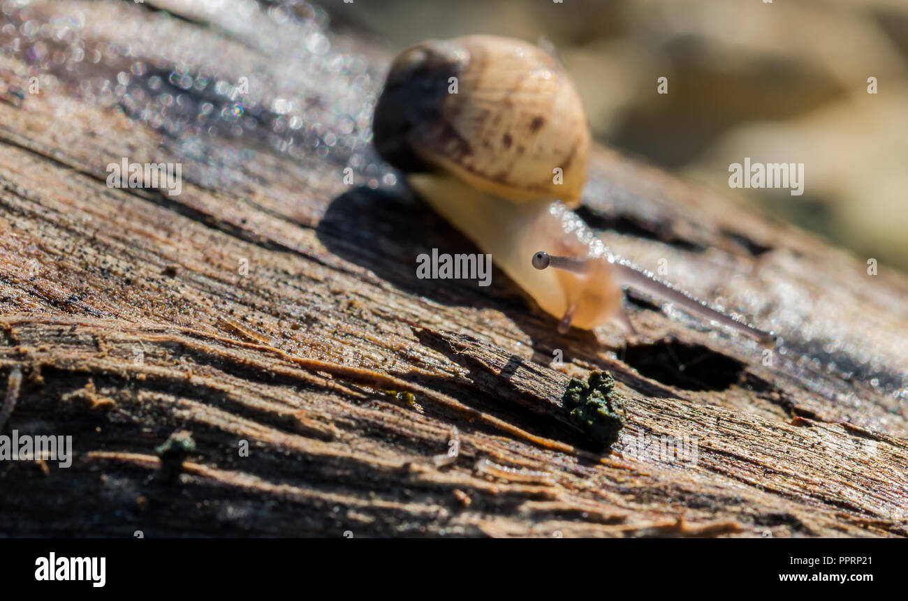 Snail eyes hi-res stock photography and images - Alamy