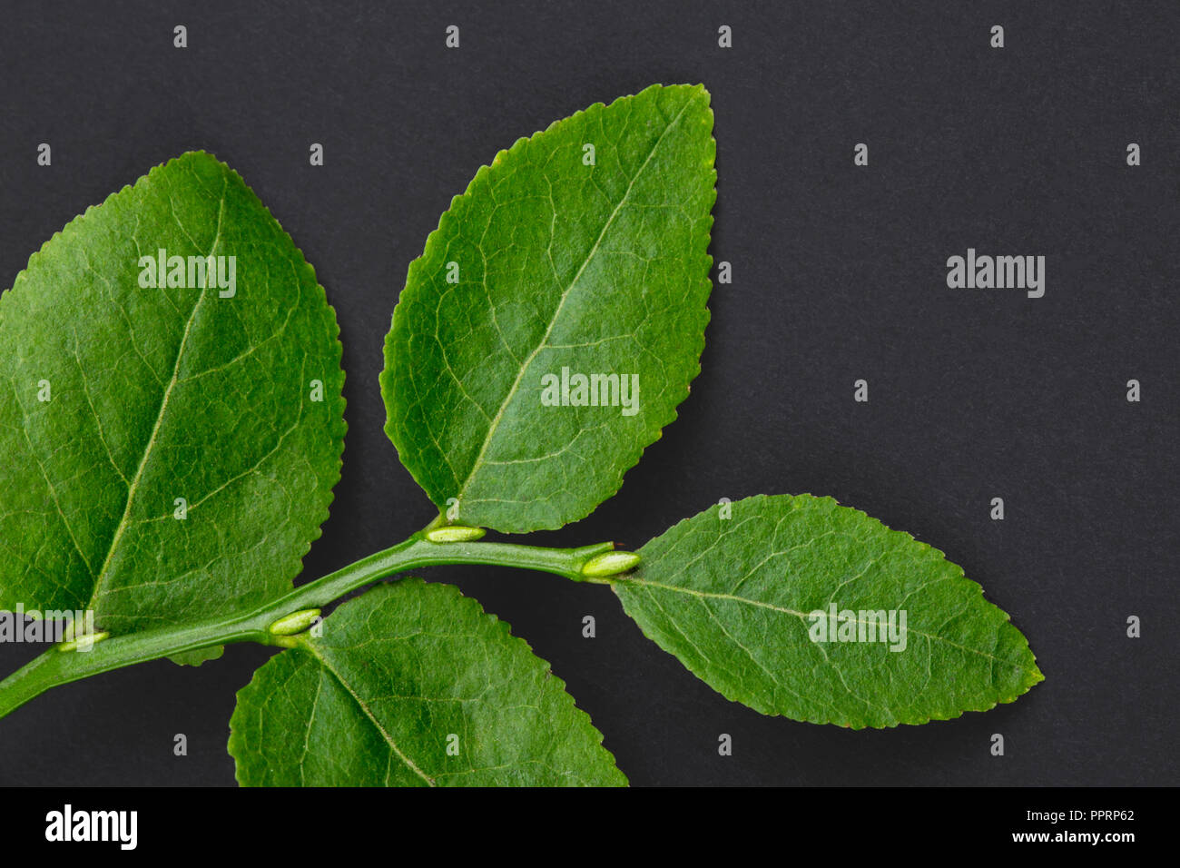 Macro shot of a branch of a bilberry bush leaf on a black background ...