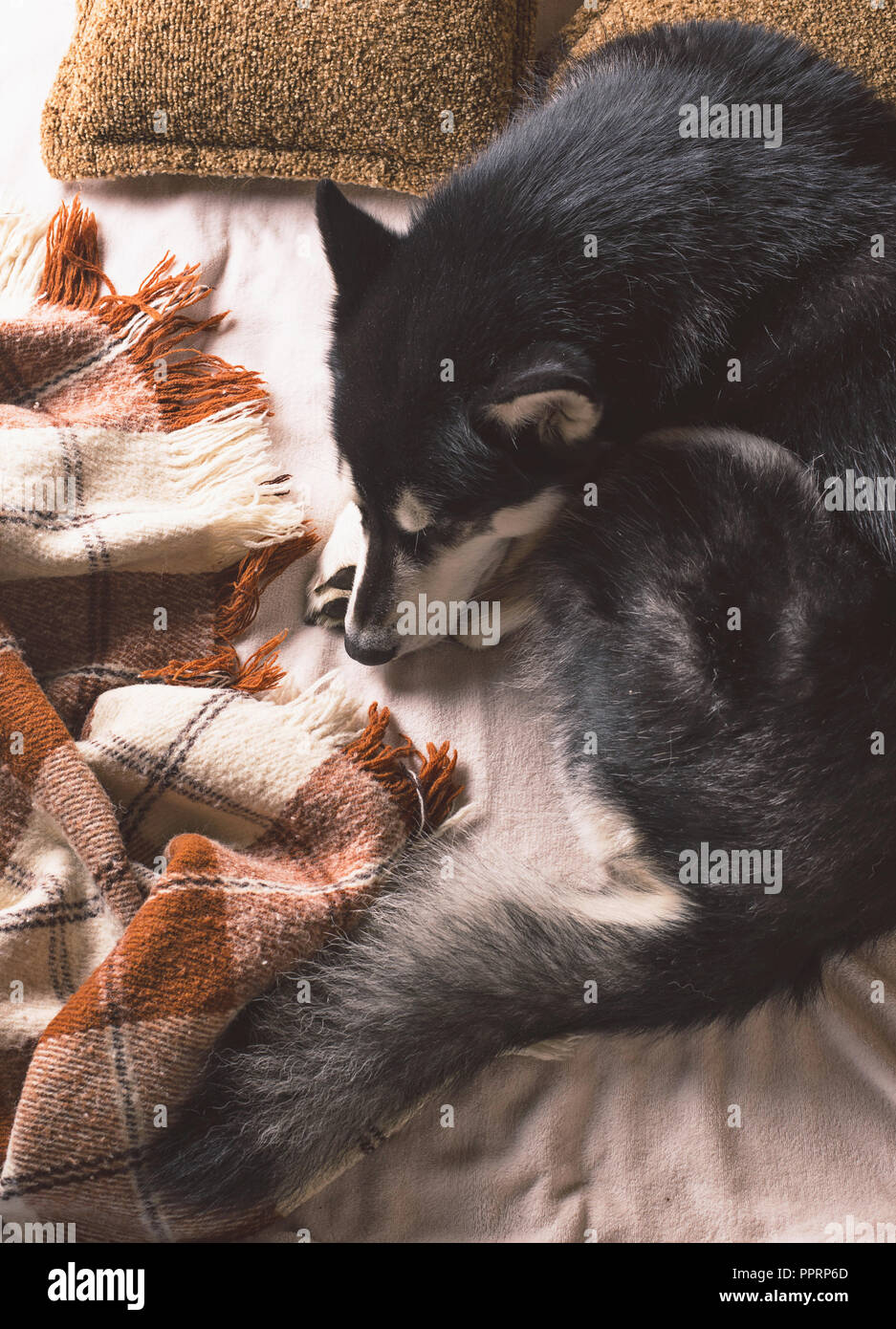 Dog under rug hi-res stock photography and images - Alamy