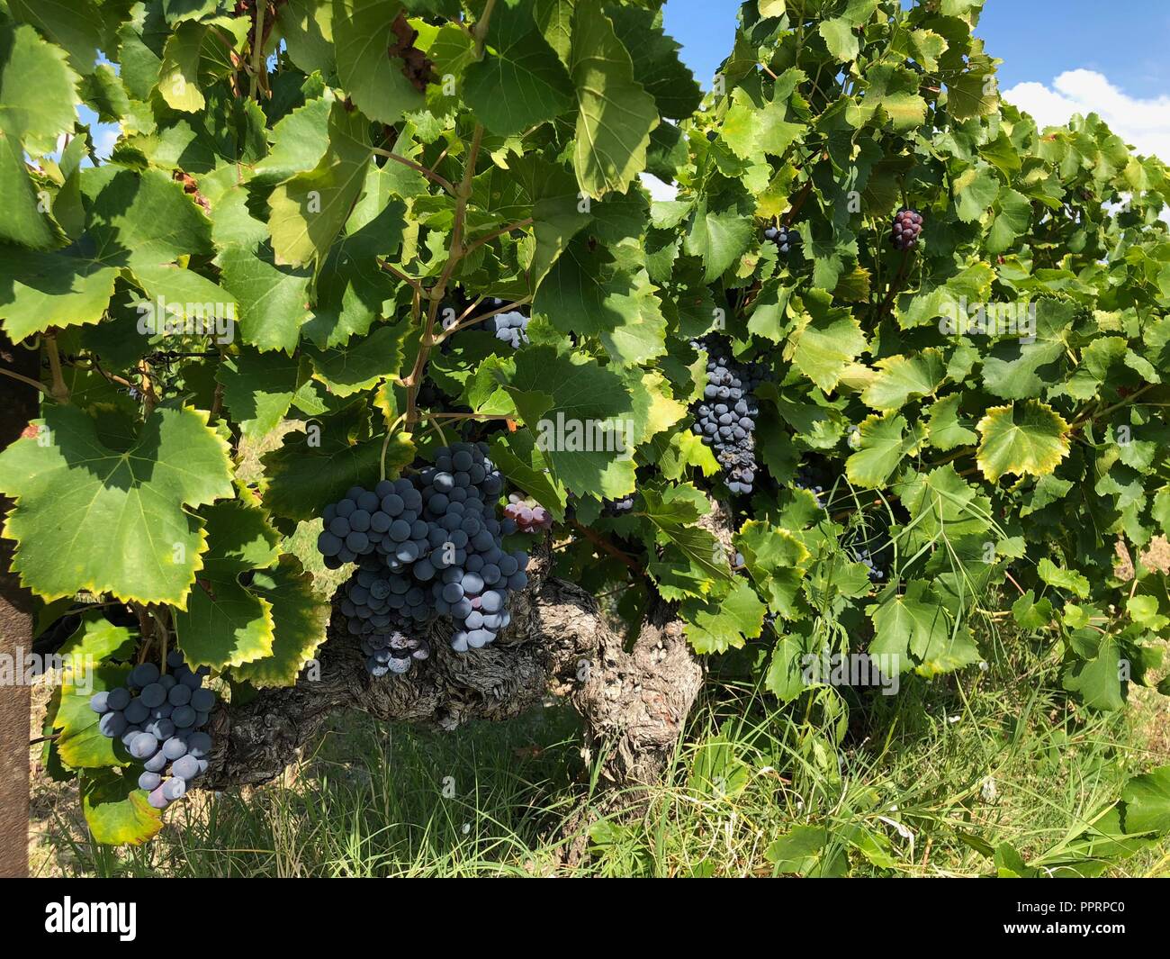 Line of vines hi-res stock photography and images - Alamy