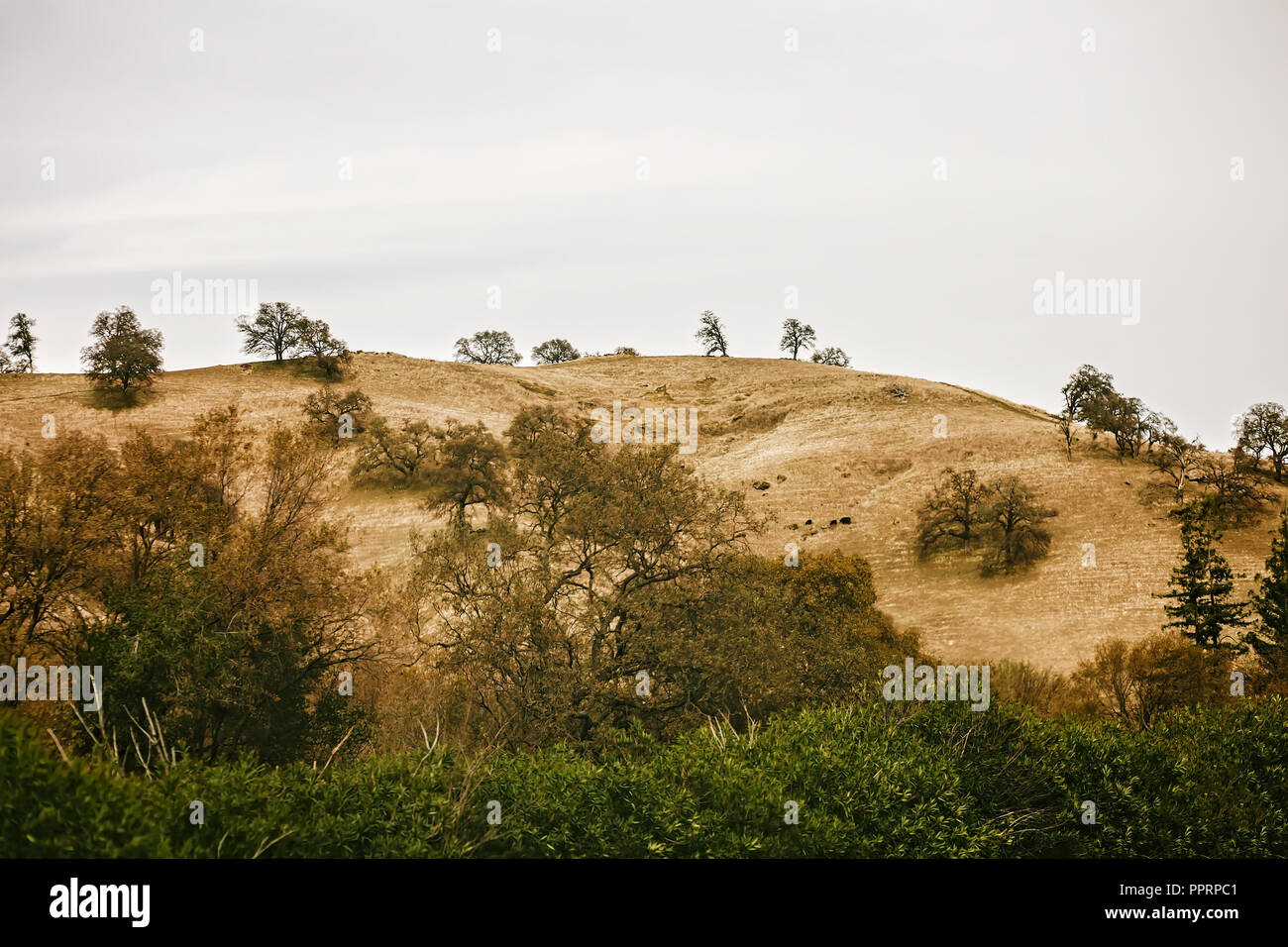 Tree Lined Mountain in Marin County, California Stock Photo - Alamy