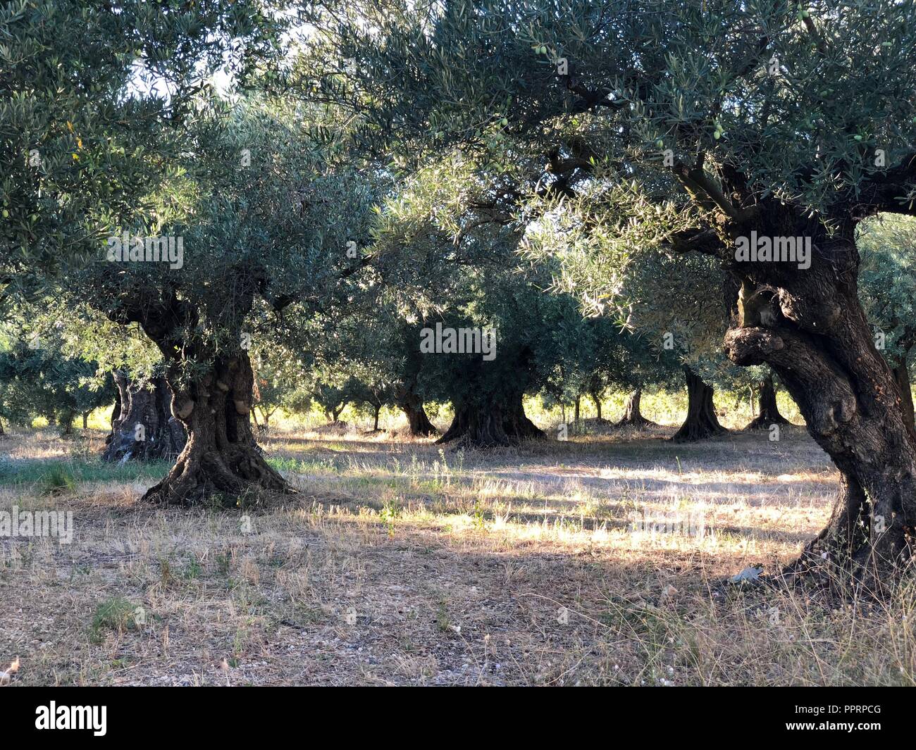 Old olive trees hi-res stock photography and images - Alamy