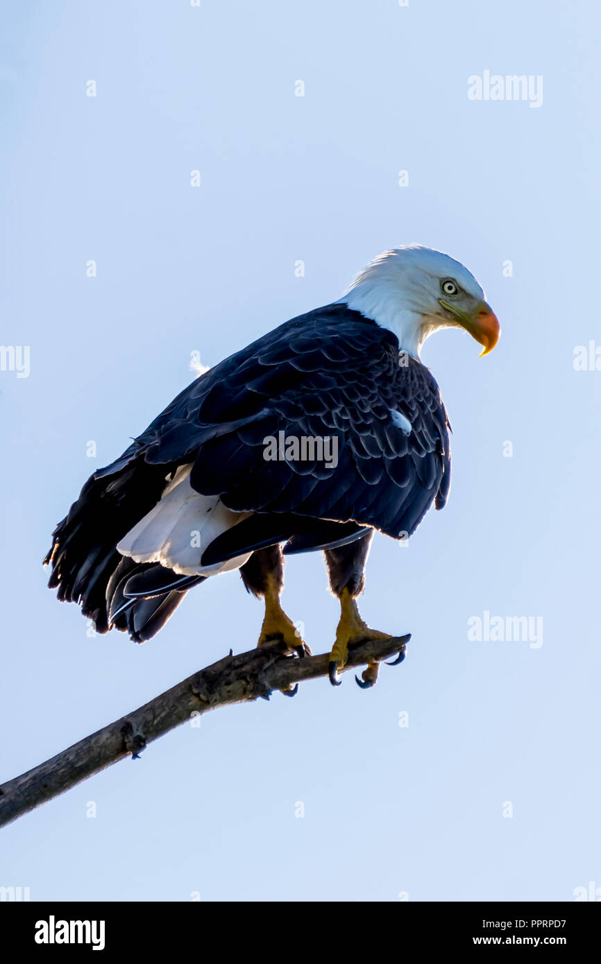 Adult Bald eagle (Haliaeetus leucocephalus) perched in dead tree ...