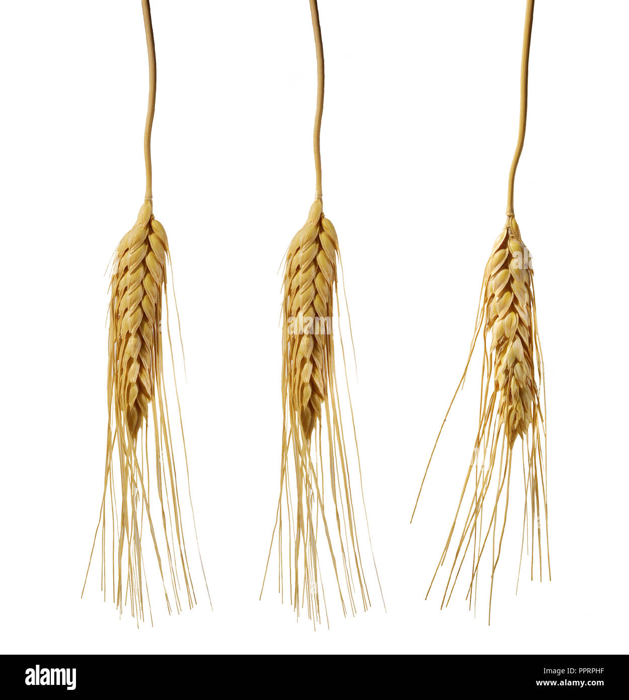 Wheat Stalk Isolated High Resolution Stock Photography and Images - Alamy