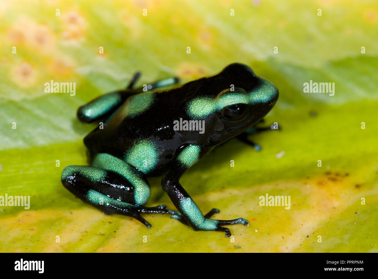 Dendrobates sp hi-res stock photography and images - Alamy