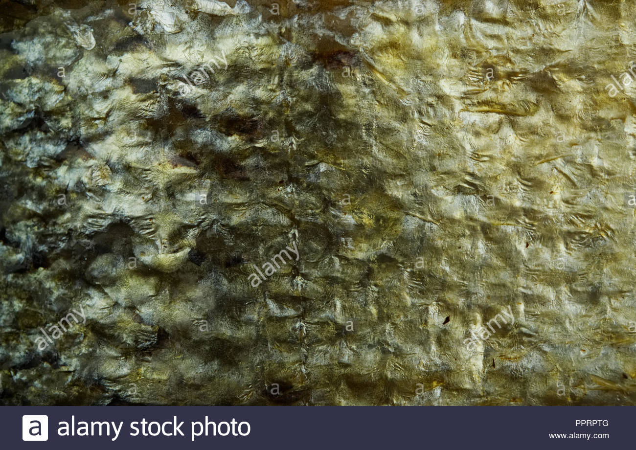 Fish Skin Texture High Resolution Stock Photography and Images - Alamy