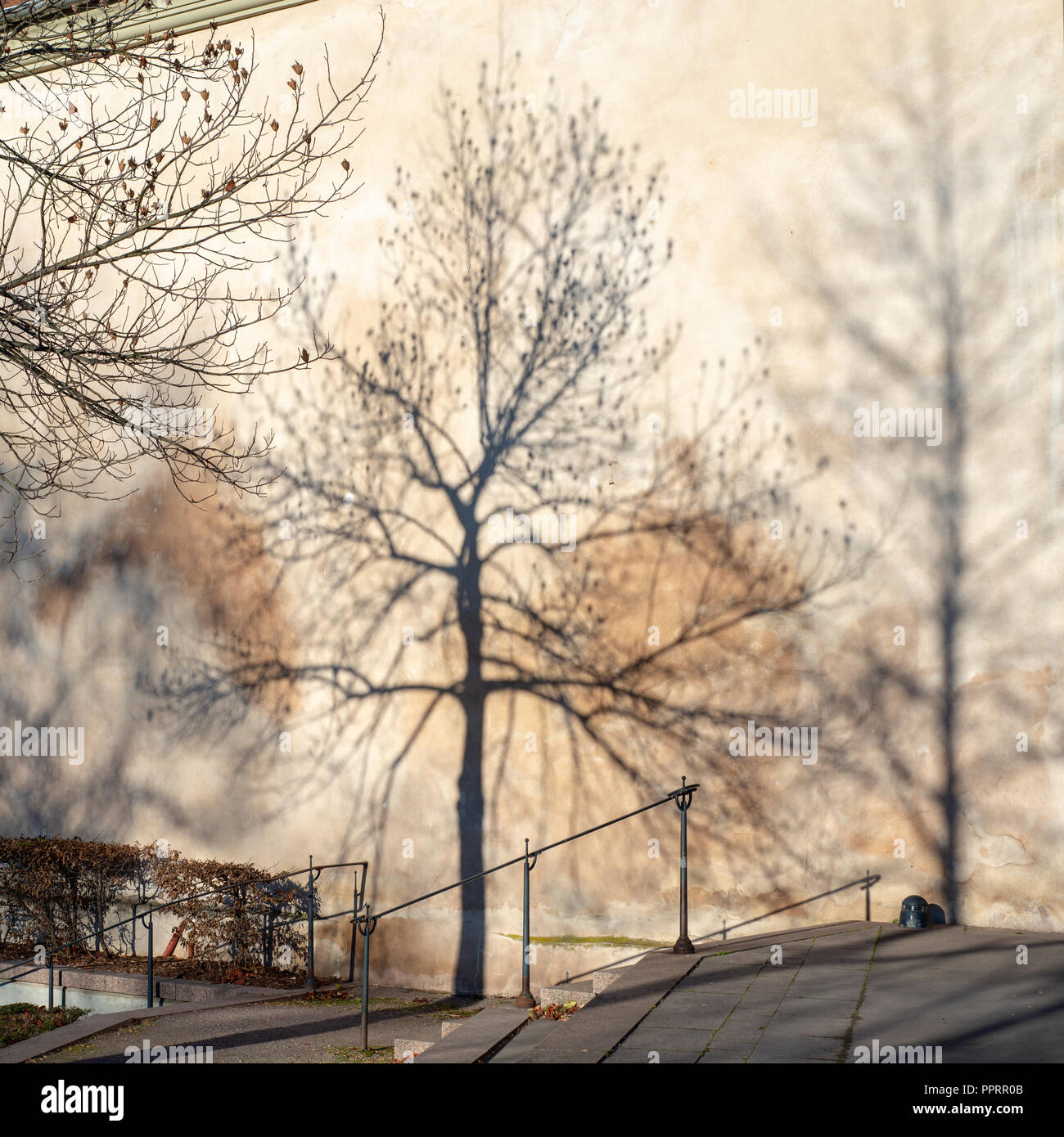 Forgiveness tree hi-res stock photography and images - Alamy