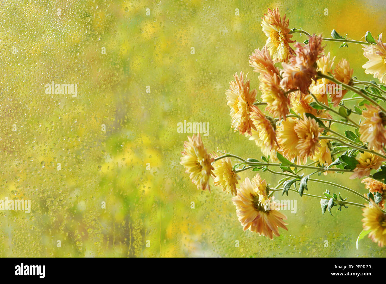 flowers in the window autumn rain drops as the sun chrysanthemum light ...