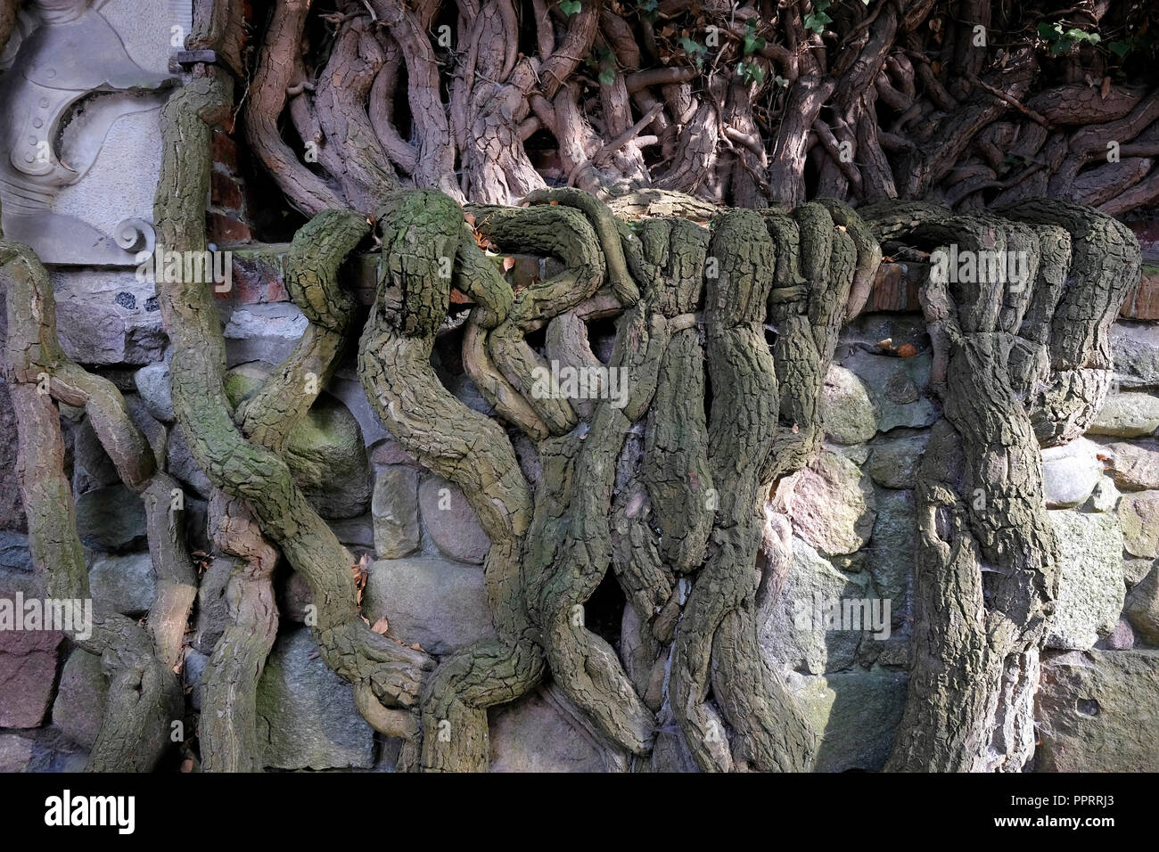 Tree roots at the lower castle of the largest castle in Europe the ...