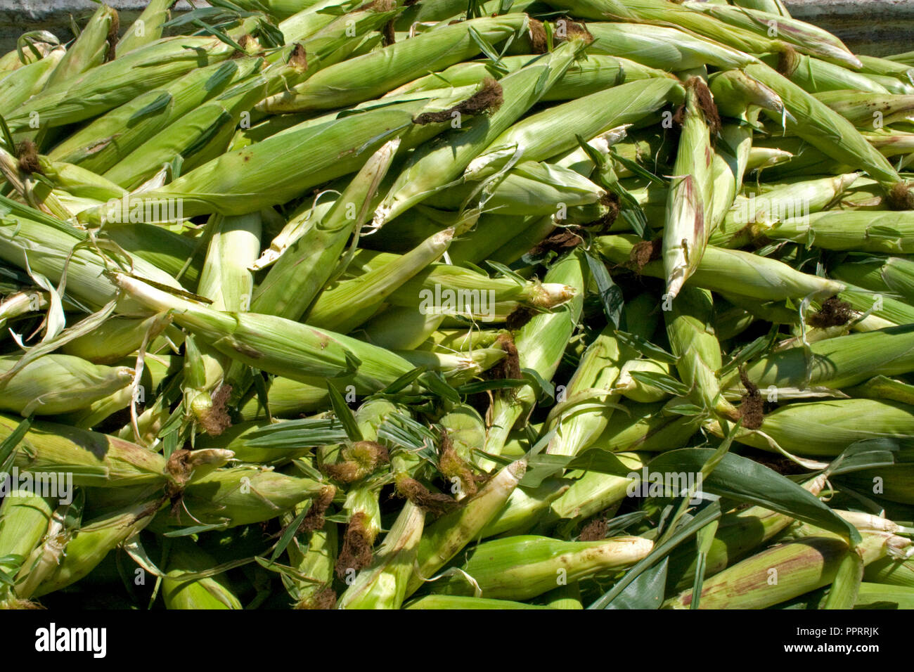 Pile of just picked corn on the cob with husks for sale. Battle Lake ...