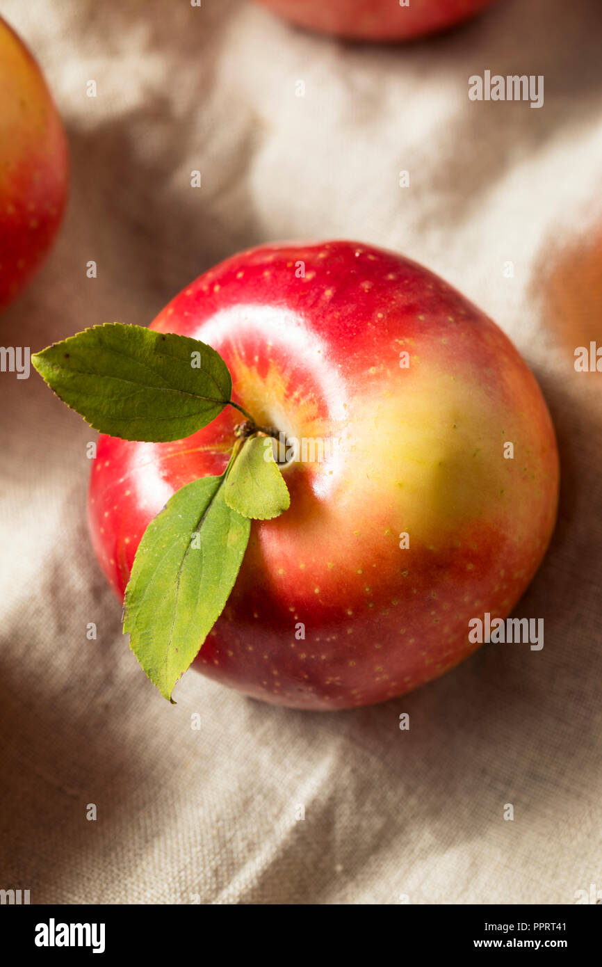 Raw Organic Red Apples Ready to Eat Stock Photo - Alamy