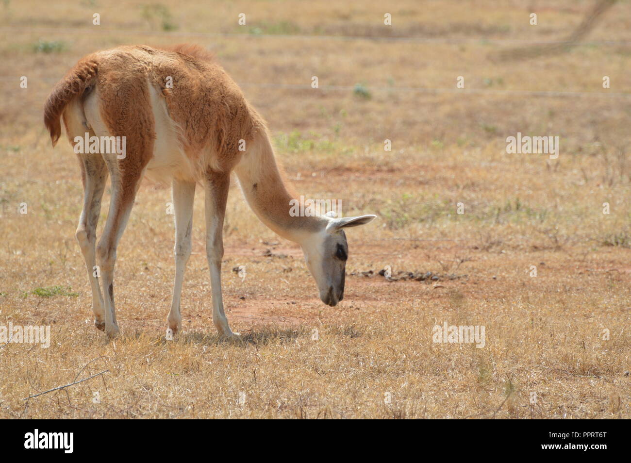 Ridigama hi-res stock photography and images - Alamy