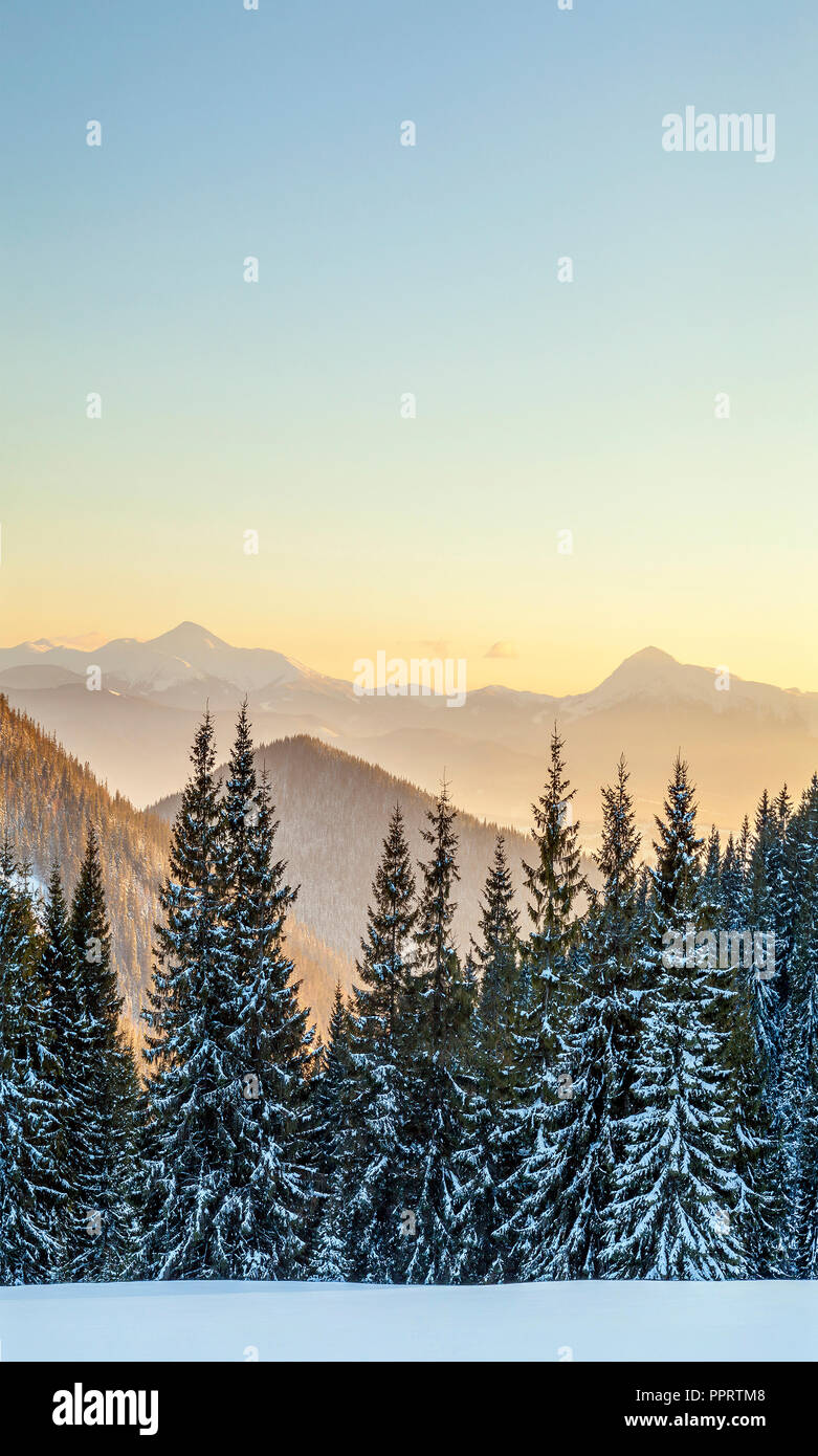 Beautiful winter panorama. Landscape with spruce pine trees, blue sky ...