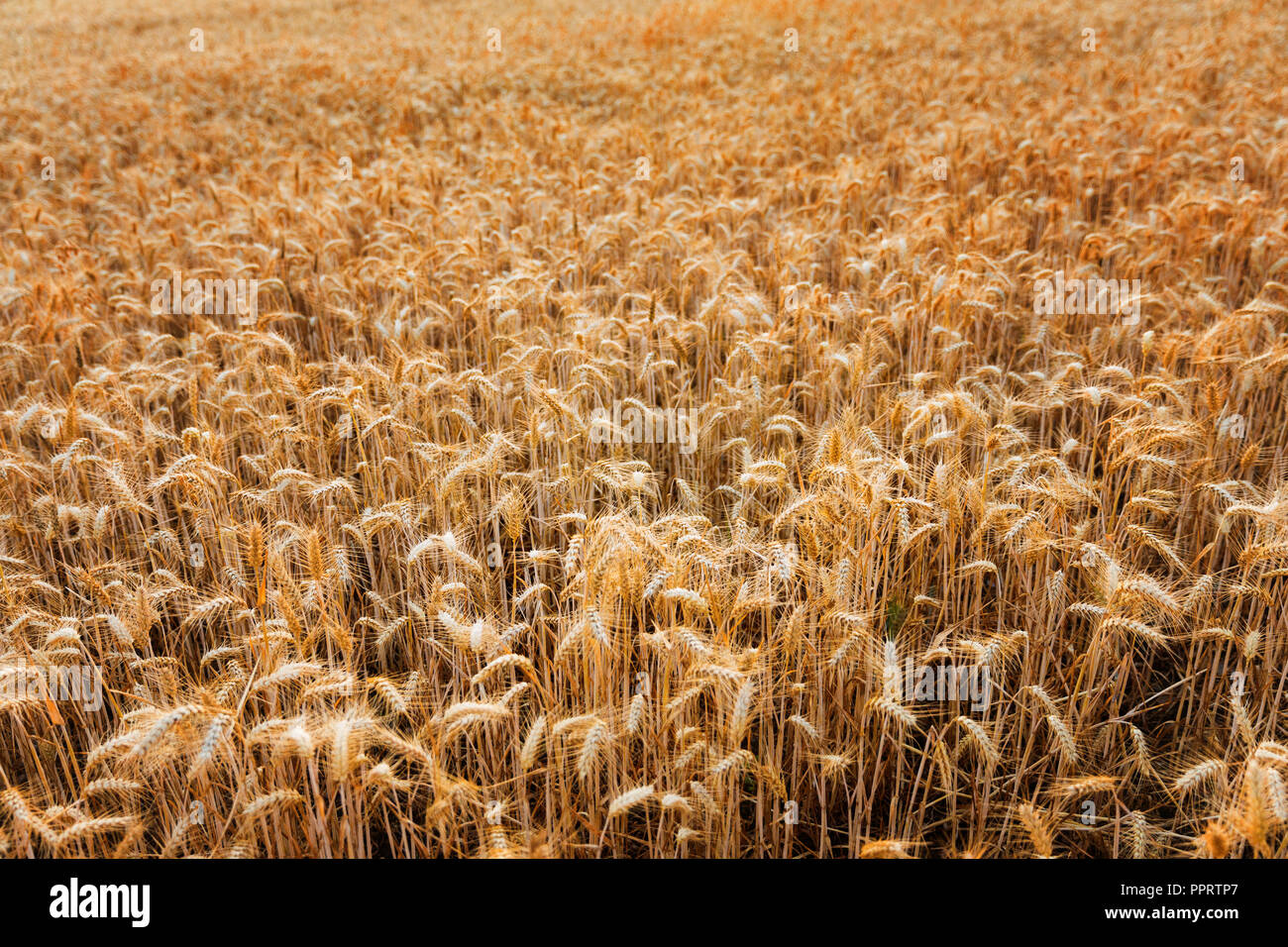 Beautiful closeup wheat fields hi-res stock photography and images - Alamy