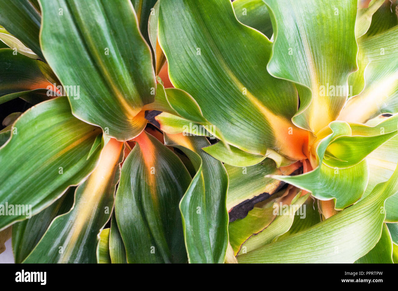 Chlorophytum Fire Flash