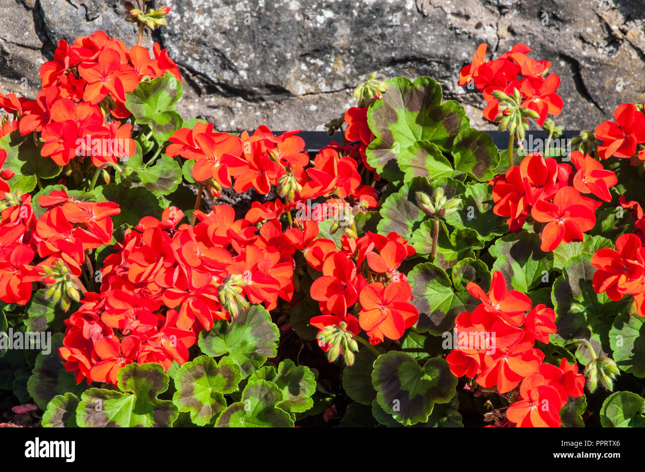 Red Geraniums in a planter. tub or trough Stock Photo - Alamy