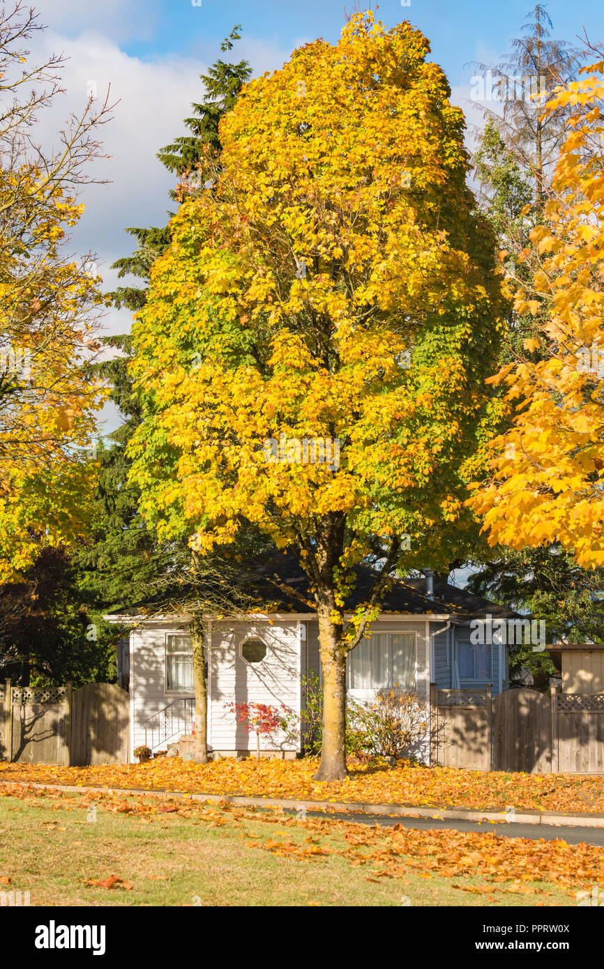 Colorful fall tree hi-res stock photography and images - Alamy