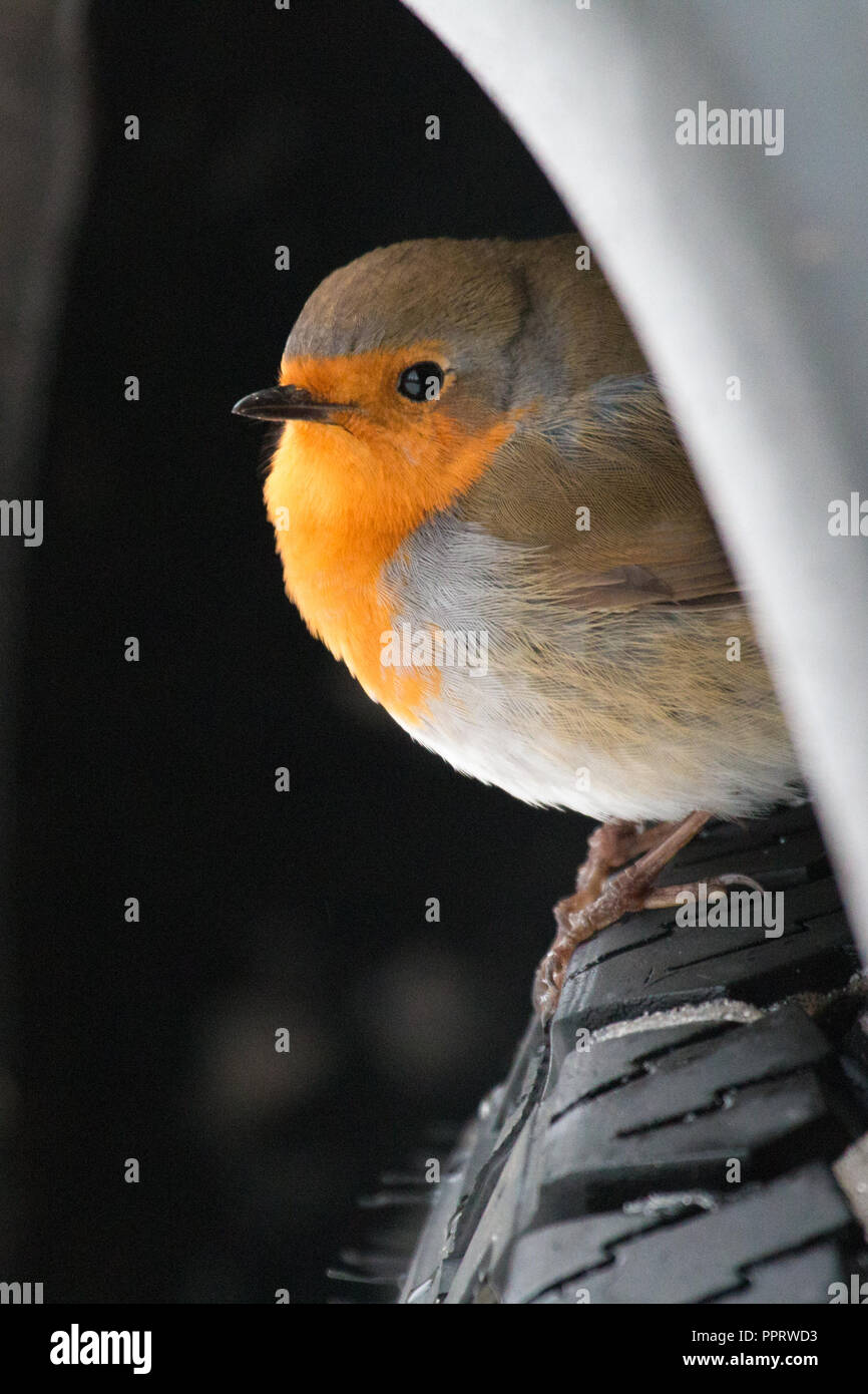 A robin shelters from the snow on the car tire of a landrover in the ...