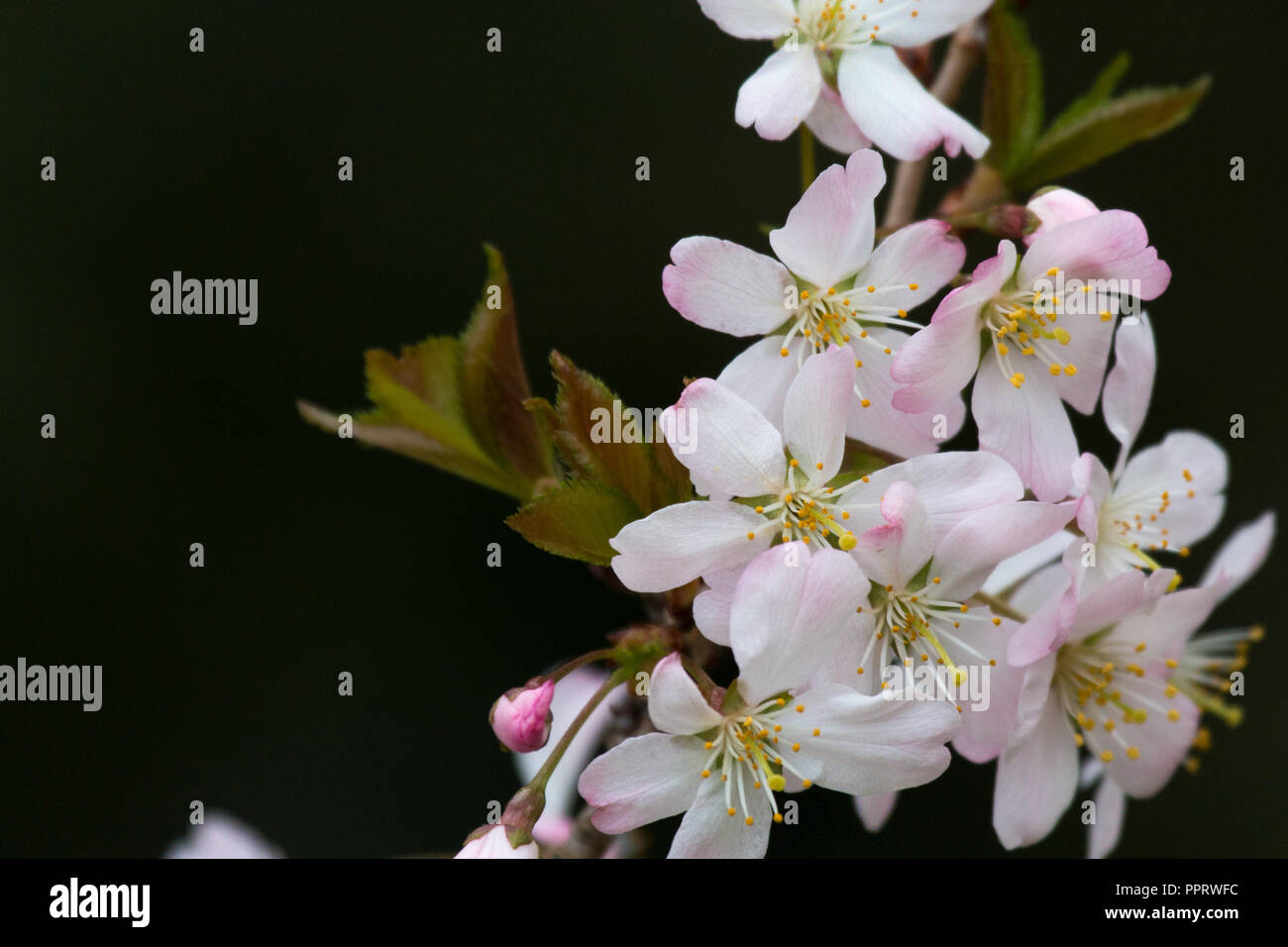 Cherry blossom in Sheffield's botanical gardens marking the start of ...
