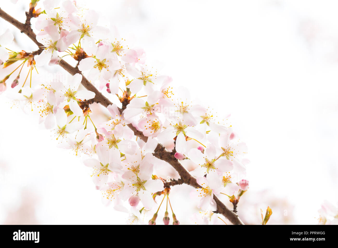 Cherry blossom in Sheffield's botanical gardens marking the start of ...