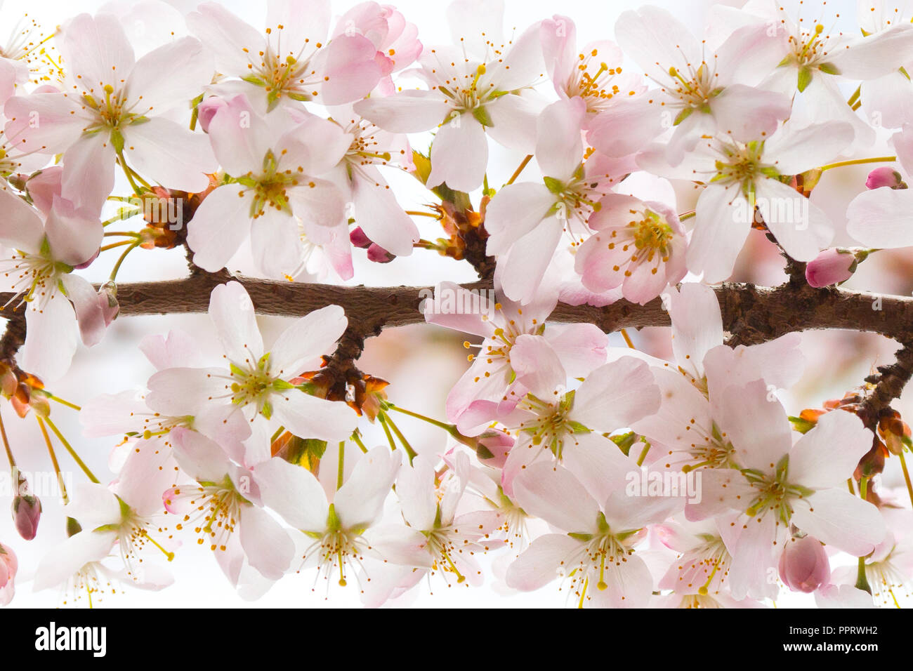 Cherry blossom in Sheffield's botanical gardens marking the start of ...