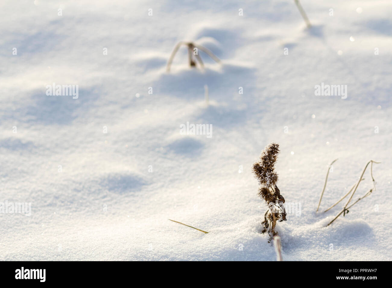 Close-up of dried black withered herbs plants weeds covered with snow ...