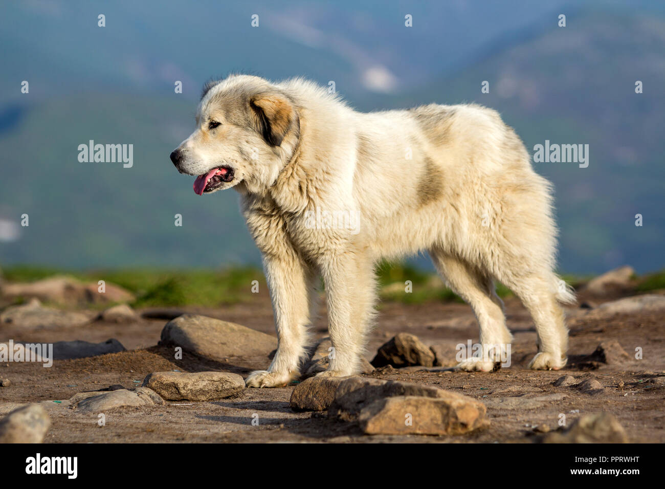 Big white shaggy grown clever shepherd dog standing alone on steep ...