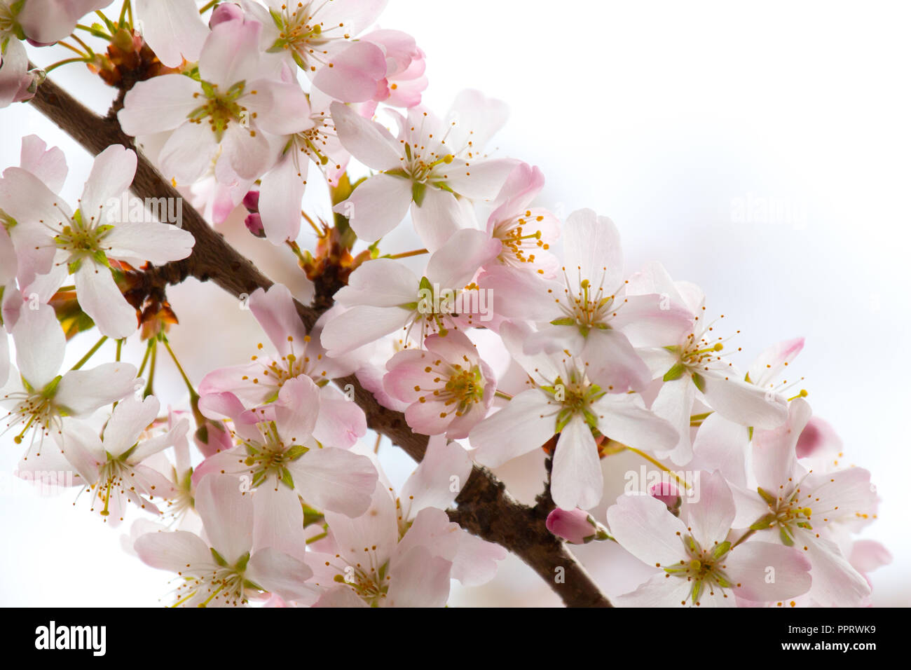 Cherry blossom in Sheffield's botanical gardens marking the start of ...