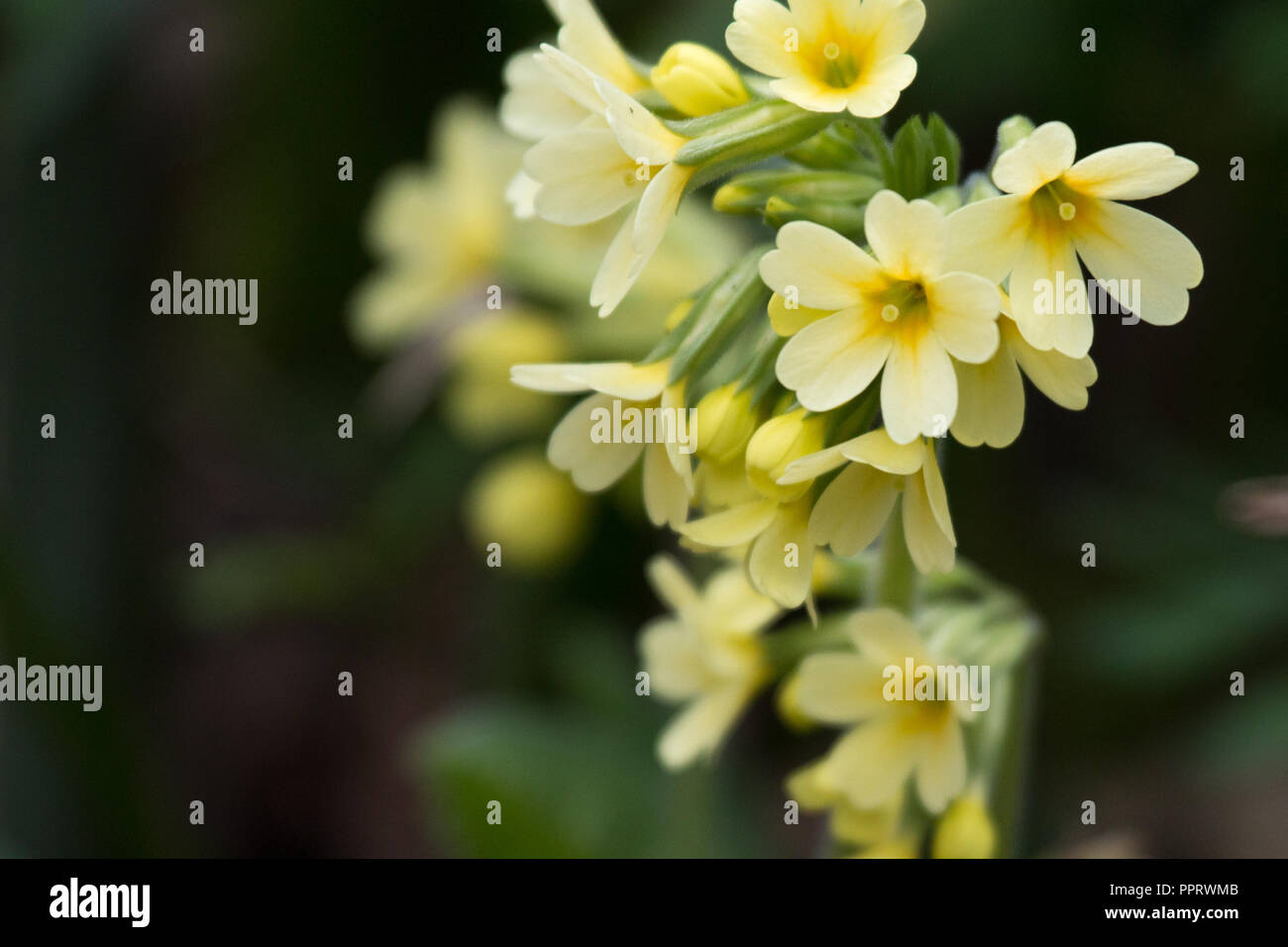 Spring flowers in Sheffield's Botanical Gardens Stock Photo - Alamy