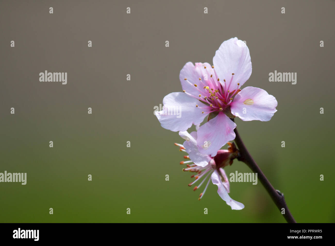 Cherry blossom in Sheffield's botanical gardens marking the start of ...