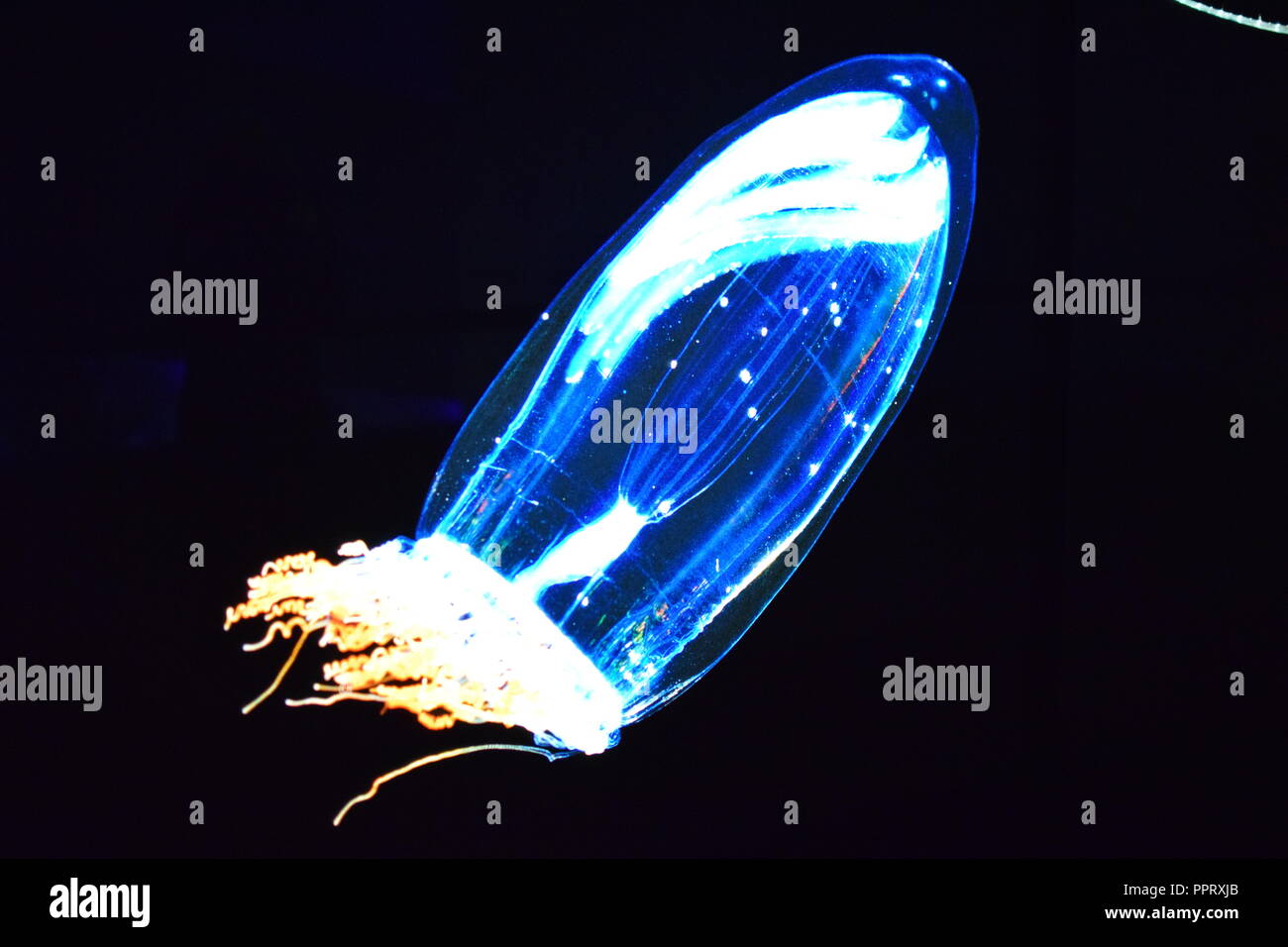 Luminous Jellyfish Stock Photos & Luminous Jellyfish Stock Images - Alamy