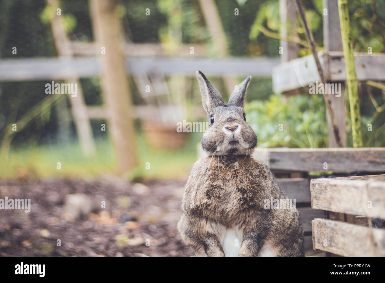 Adorable small domestic bunny rabbit explores a fall garden, vintage ...