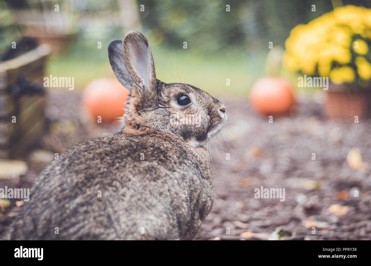 Adorable small domestic bunny rabbit explores a fall garden, vintage ...