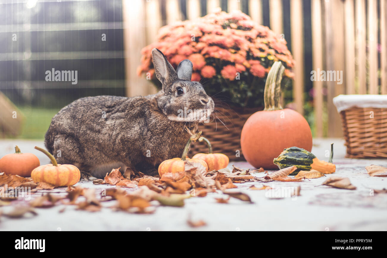 Adorable small domestic bunny rabbit explores a fall garden, vintage ...