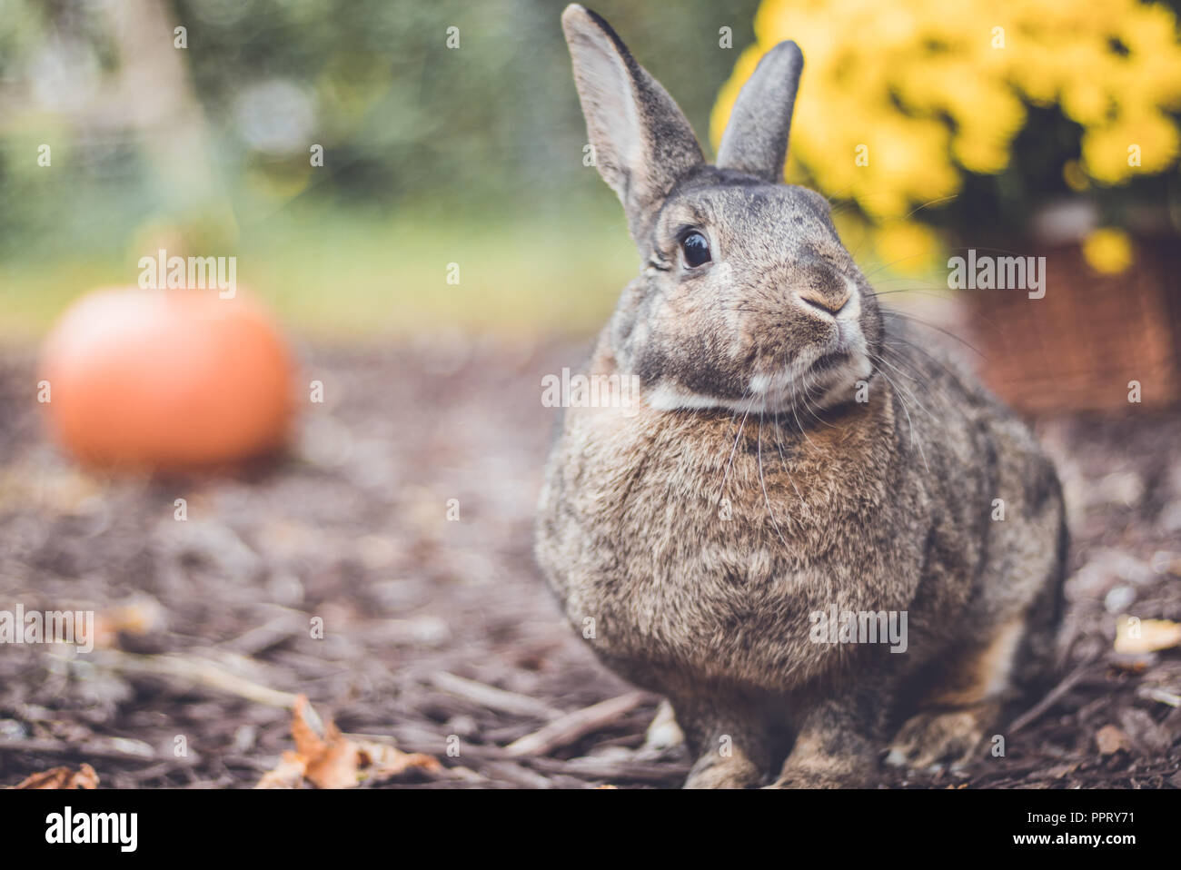Adorable small domestic bunny rabbit explores a fall garden, vintage ...