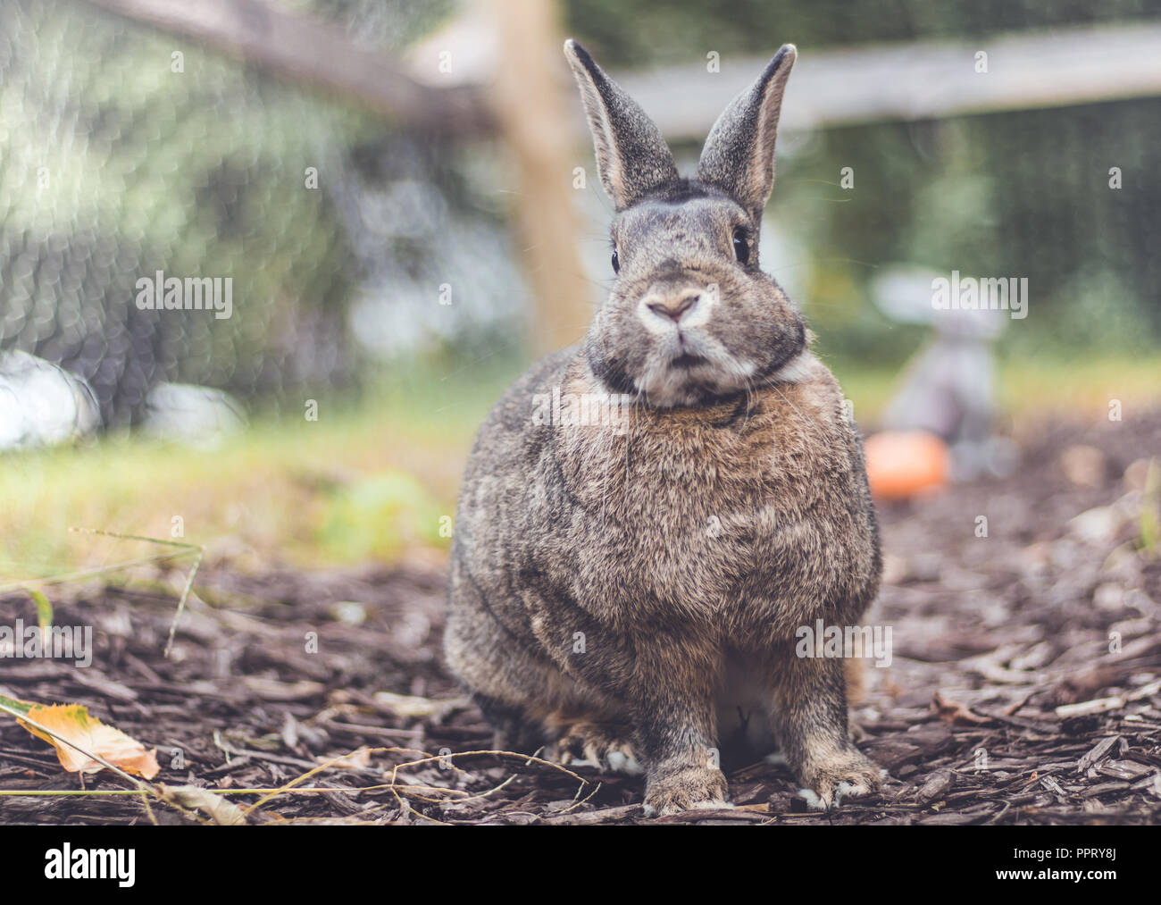Adorable small domestic bunny rabbit explores a fall garden, vintage ...