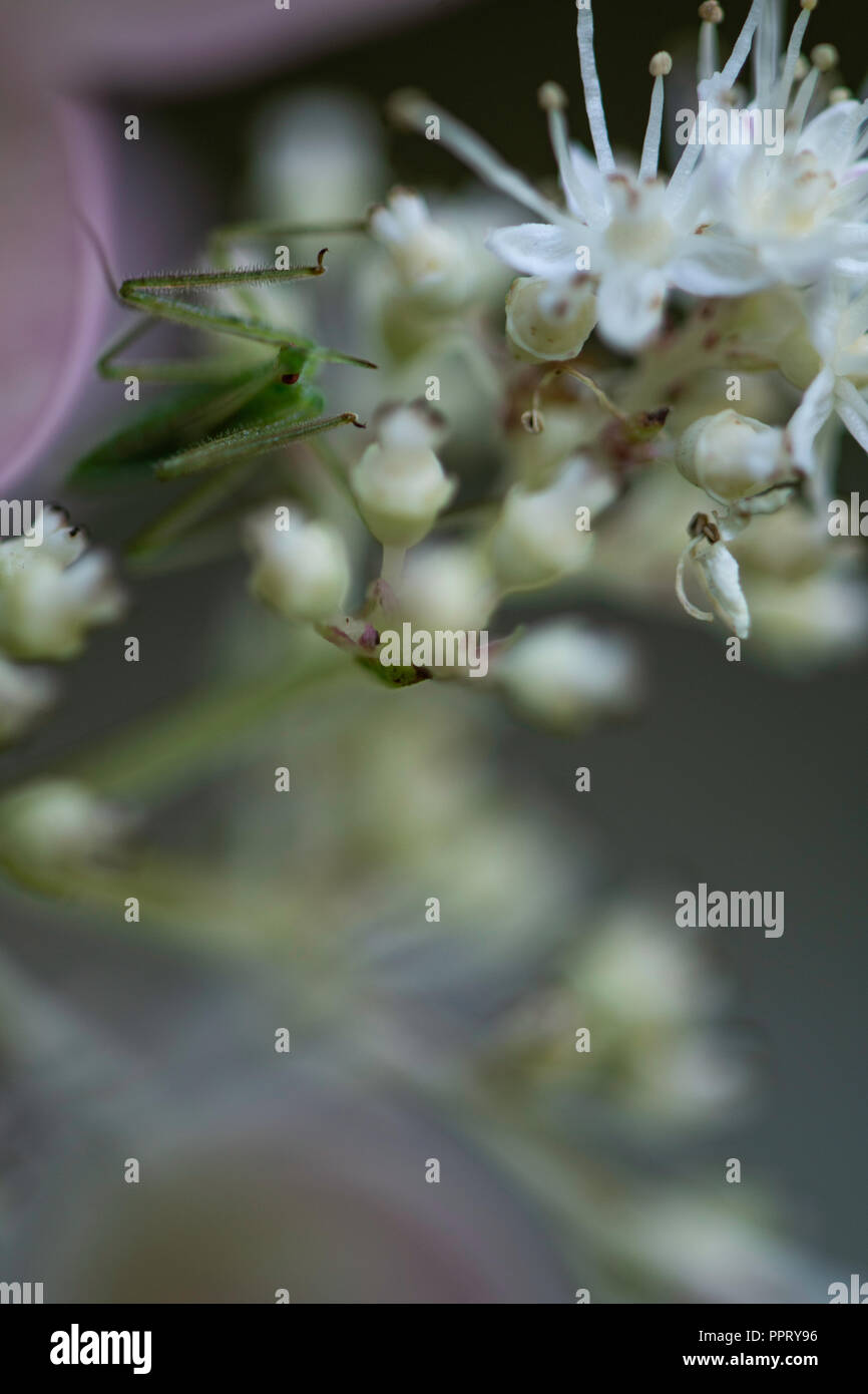 An assassin bug hunting in a hydrangea plant Stock Photo - Alamy
