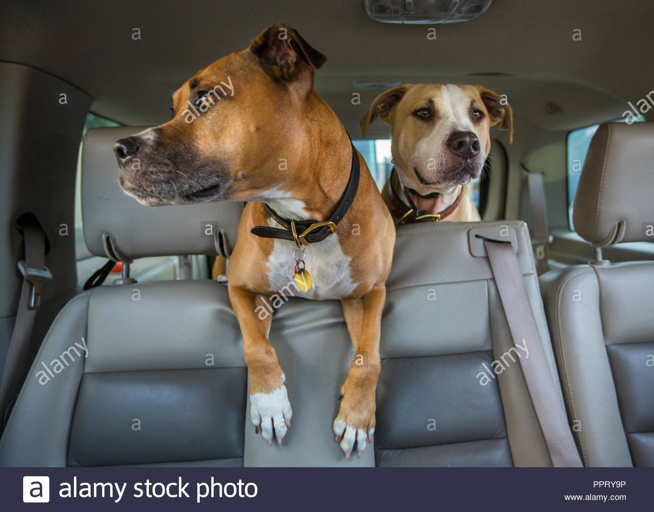Pitbulls Stock Photos & Pitbulls Stock Images - Alamy