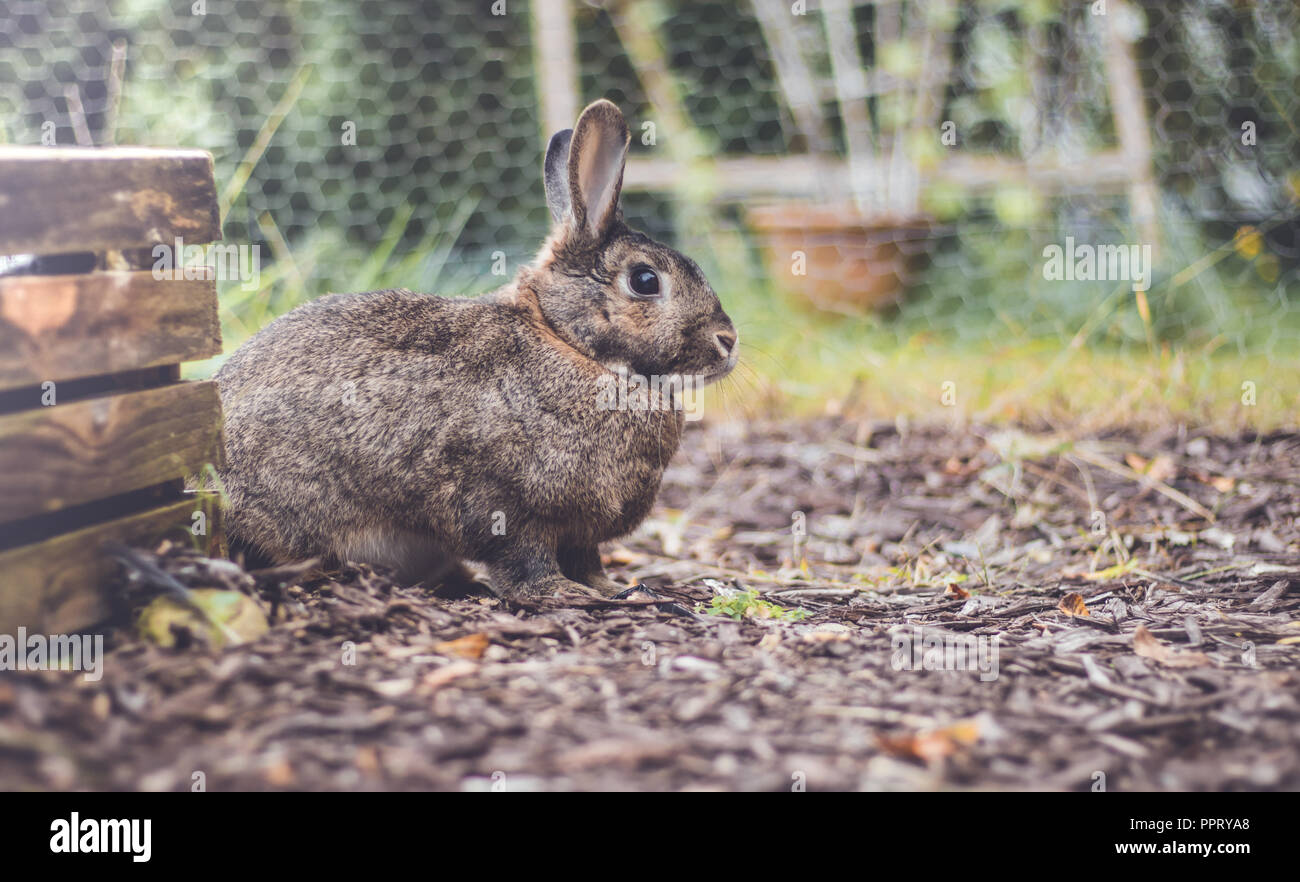 Adorable small domestic bunny rabbit explores a fall garden, vintage ...