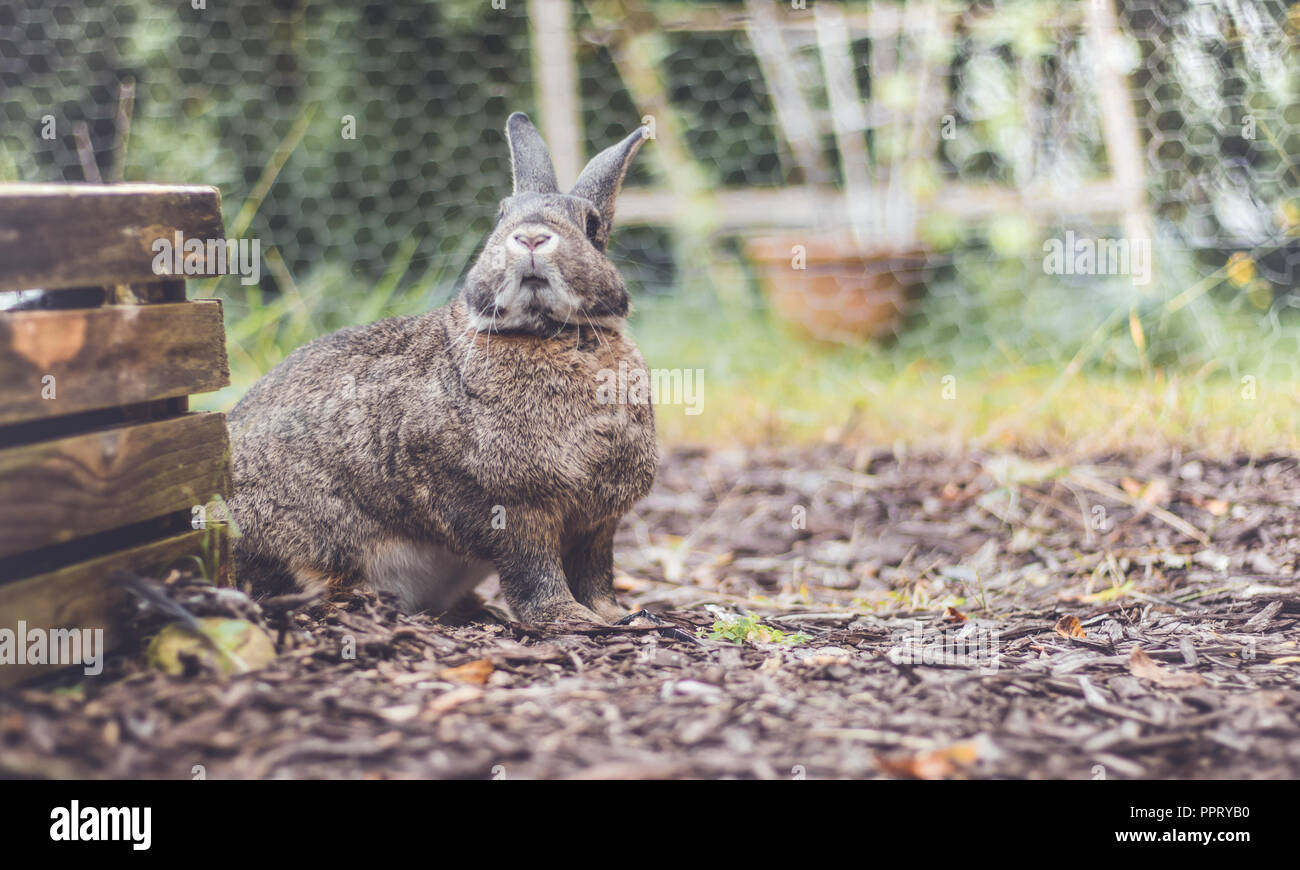 Adorable small domestic bunny rabbit explores a fall garden, vintage ...