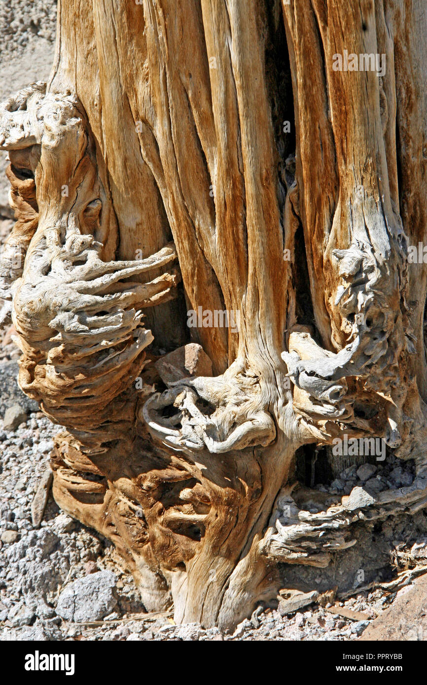 Entwined limbs hi-res stock photography and images - Alamy